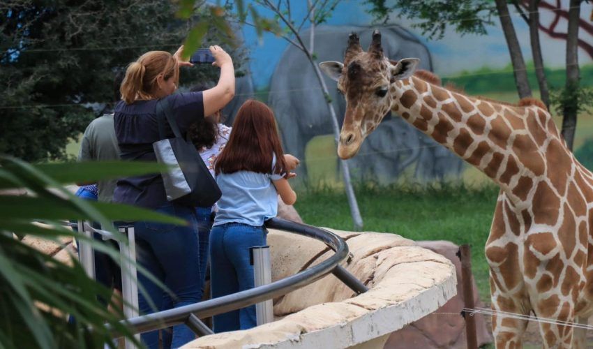 Prepara Zoológico Tamatán festejos por su 80 aniversario - Hoy Victoria