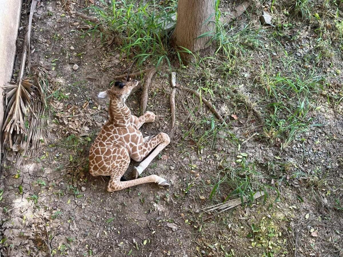En el zoológico Tamatán de Victoria nace una jirafa - Hoy Victoria
